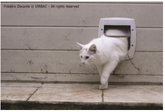 HPM Cat Urology WIB gatos ISFM 2017