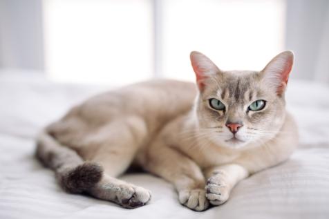 Por qué hay que tener en cuenta el parvovirus