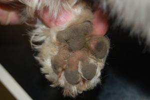 Caso clínico: Caso de pododermatitis tratada con ciclosporina