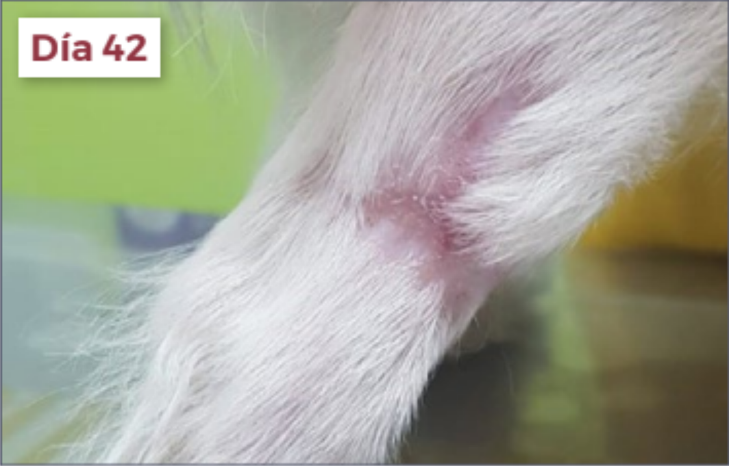 Evolución del mastocitoma tras la administración de Stelfonta (I)